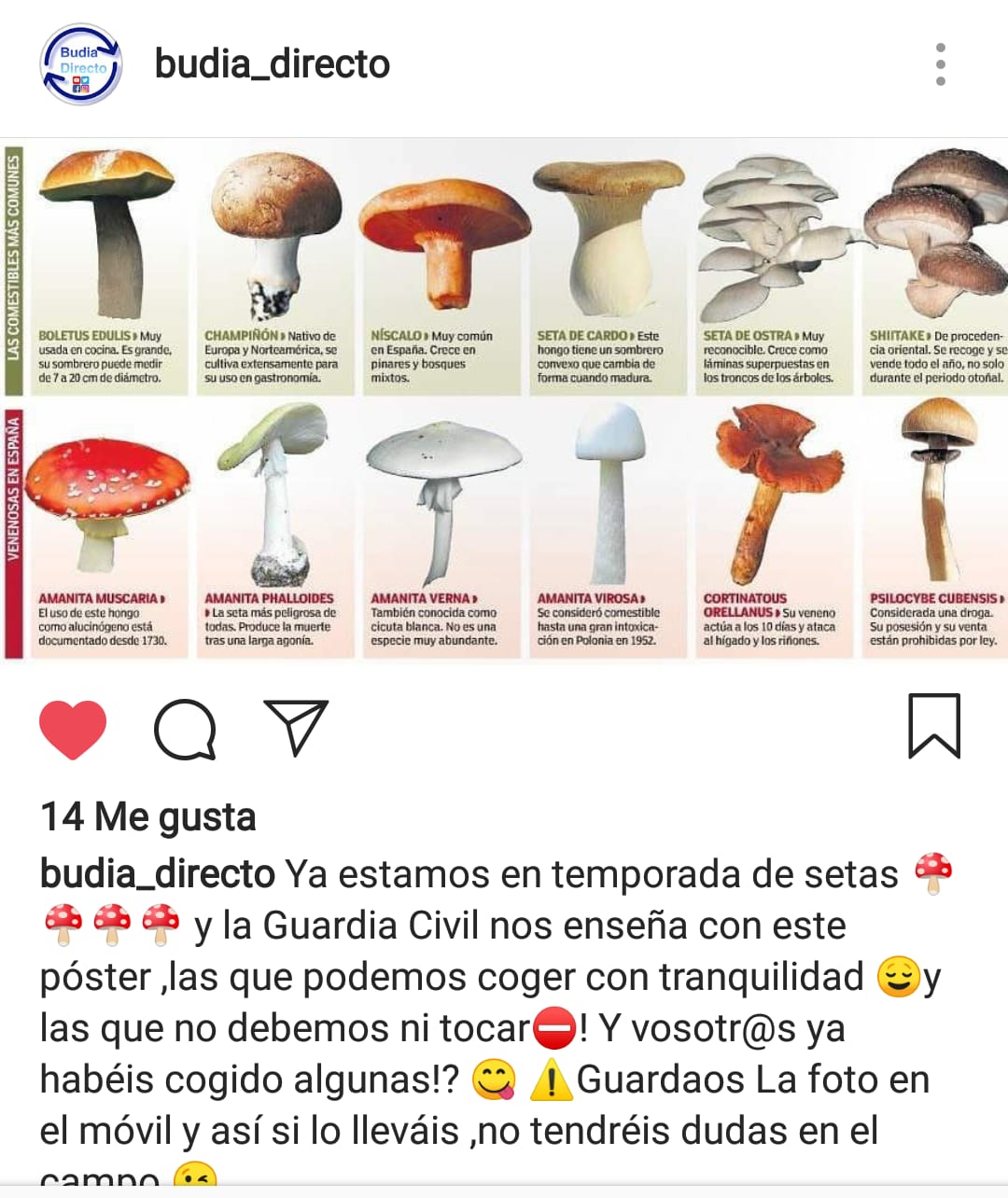 Tiempo de SETAS Consejos básicos 2018 | La Maleta Rural